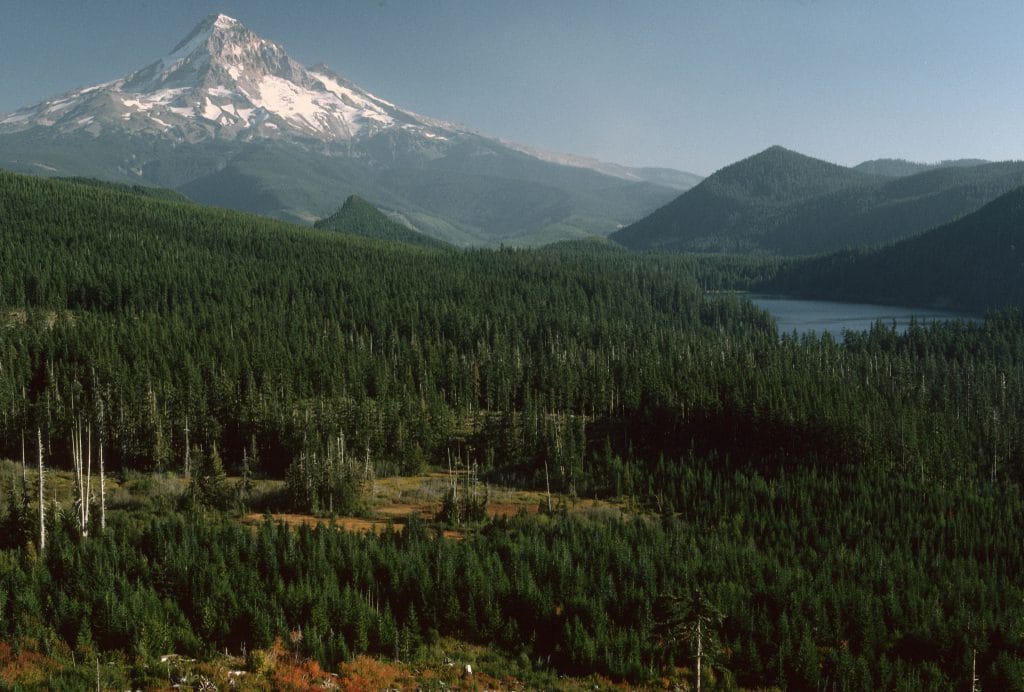 Cascade Pacific Pulp – High Grade Market Pulp from the Pacific Northwest